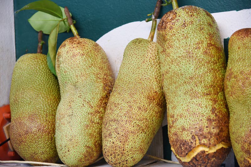 Fruta de Jack imagen de archivo. Imagen de sano, primer - 29484209