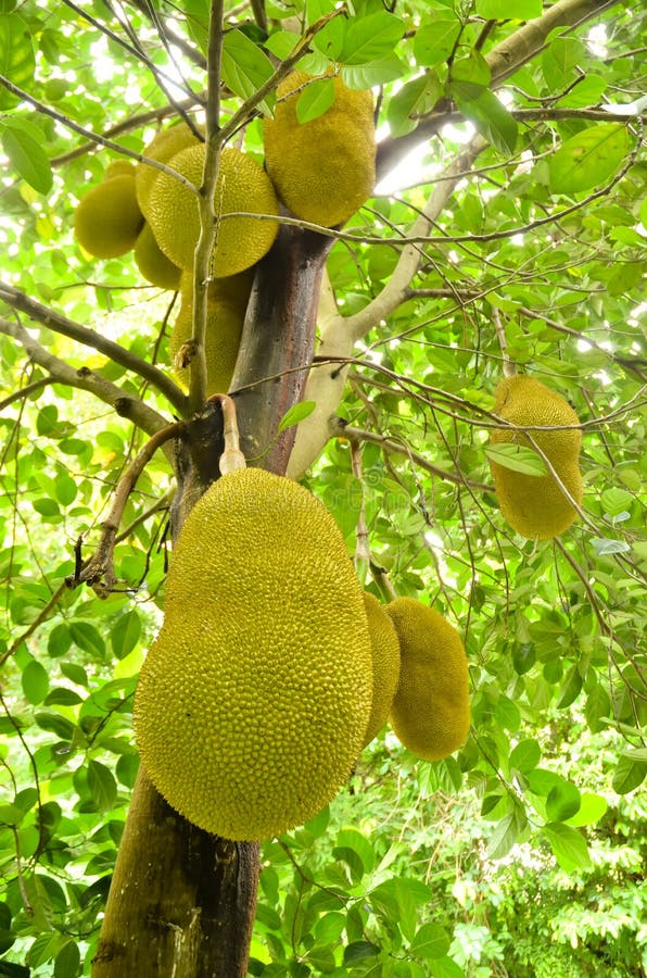 Jack fruit stock photo. Image of healthy, plant, yellow - 25113004