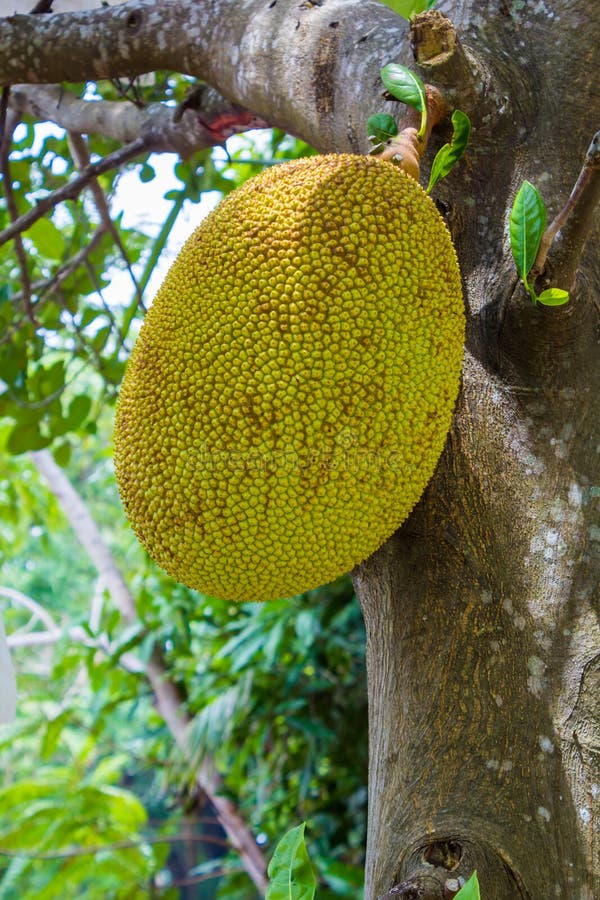 Jack Fruit photo stock. Image du automne, croissance - 77081272