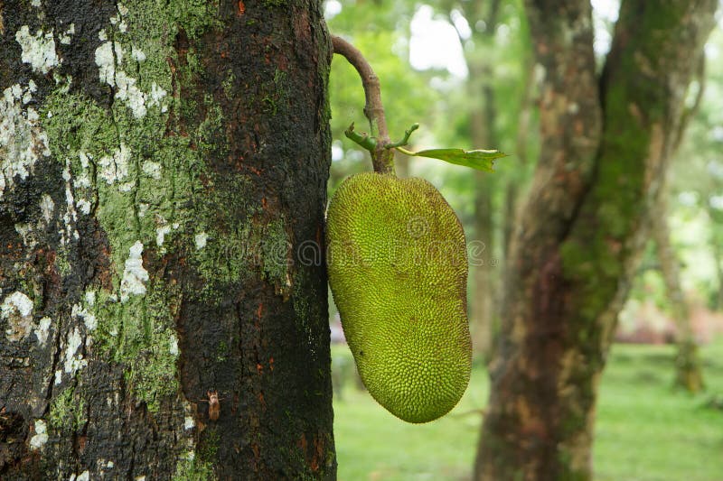 Jack Fruit (Artocarpus Heterophyllus) on Tree Stock Photo - Image of ...