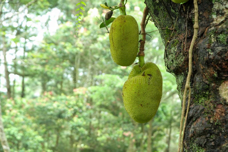 Jack Fruit (Artocarpus Heterophyllus) on Tree Stock Image - Image of ...