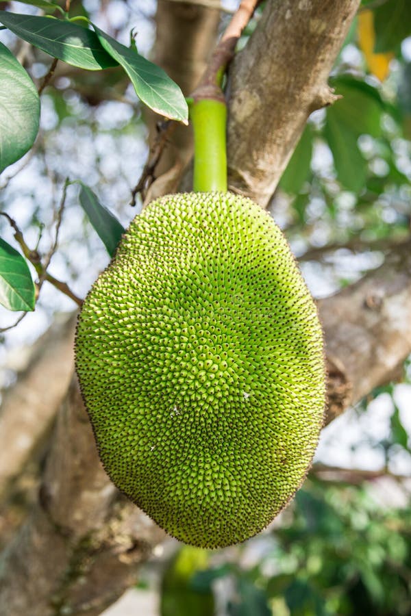Jack Fruit on the Bacjground. Stock Photo - Image of beautiful, nature ...