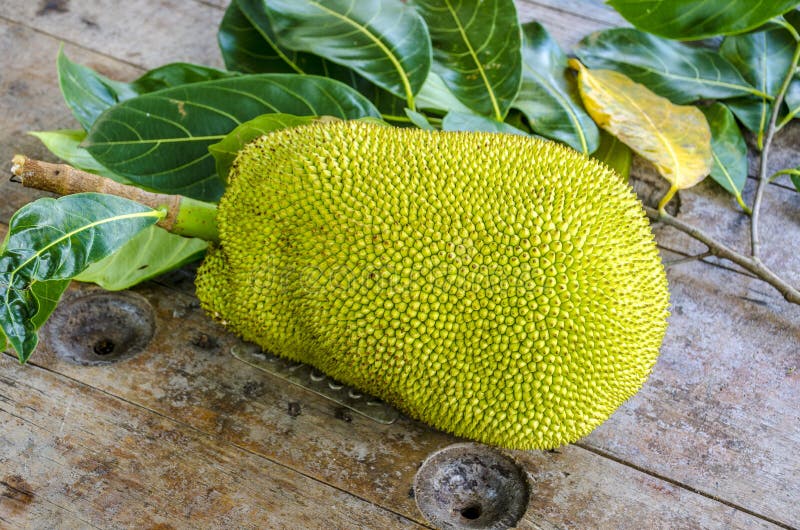 Jack-fruit. stock image. Image of growing, brazil, breadfruit - 64366095