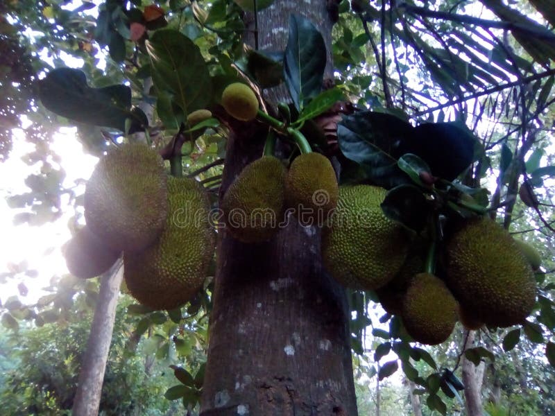 Jack fruit stock image. Image of jack, food, srilanka - 141378743