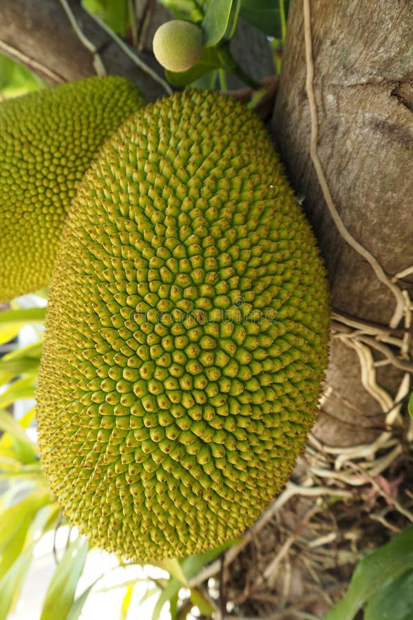 Jack fruit stock photo. Image of agriculture, jack, food - 67267430