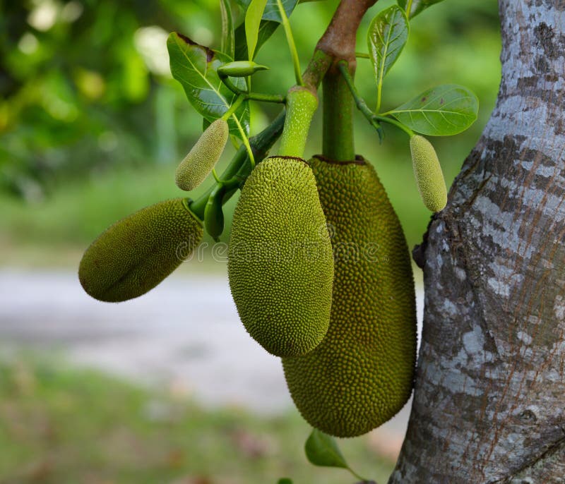 Jack fruit stock photo. Image of asia, botany, detail - 45650532