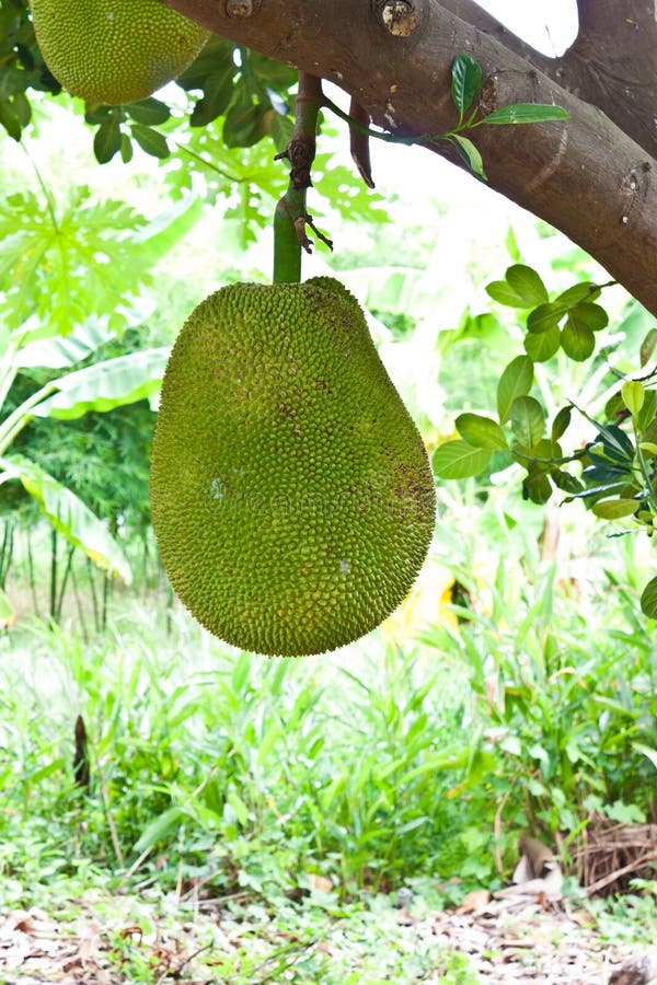 Rot jackfruit stock image. Image of summer, rotten, leaf - 83356269