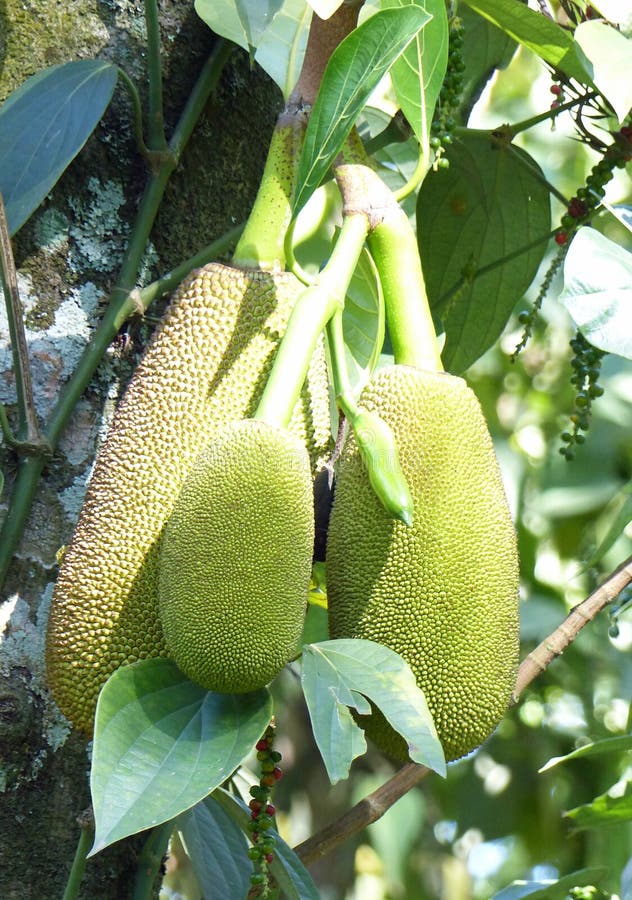 Jack fruit stock photo. Image of green, harvest, tropical - 90547644