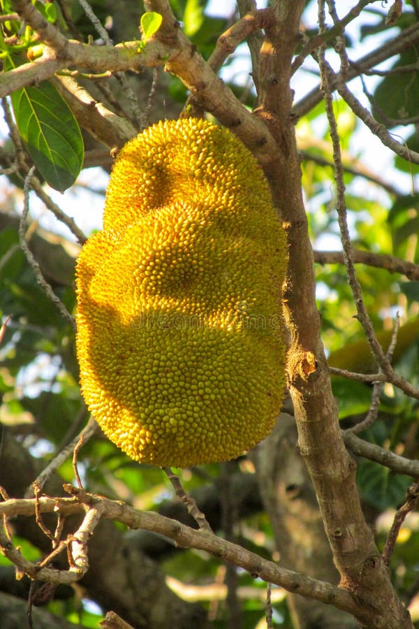 Jack Fruit Growing on the Tree Stock Image - Image of cydonia, life ...