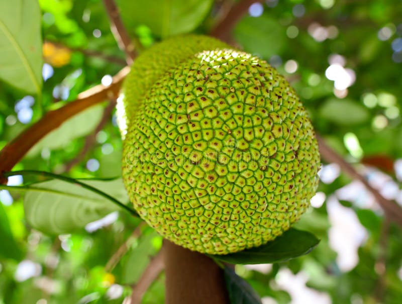 Jack fruit grows on a tree stock image. Image of stem - 177670965