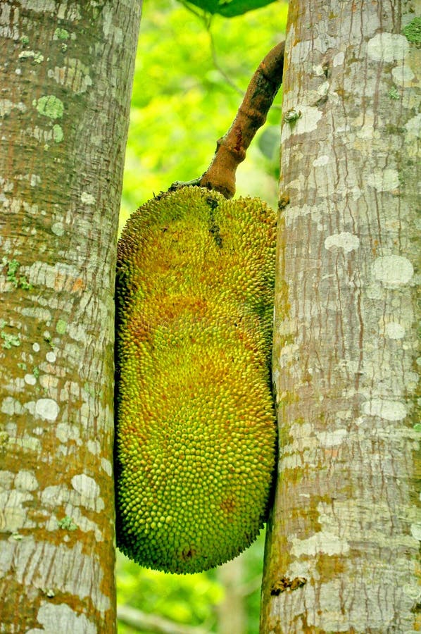 Jack Fruit Growth Nature on the Tree Stock Image - Image of healthy ...