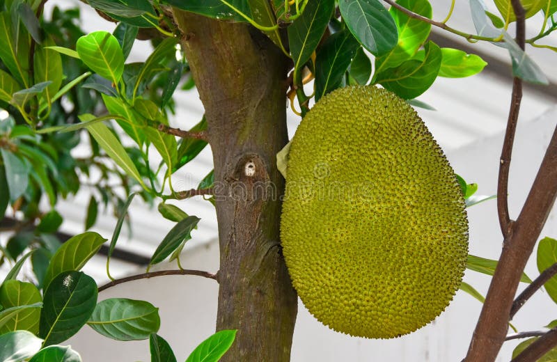 Jack Fruit, the Largest Tree Fruit in the World Stock Photo - Image of ...