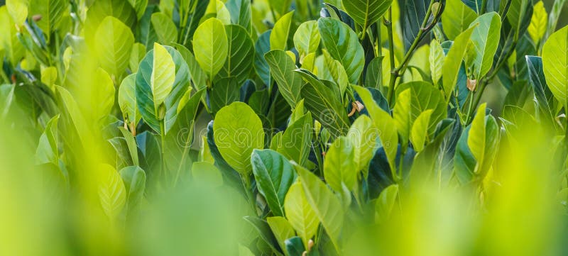 Jack fruit leaf stock image. Image of background, jackfruit - 45808619