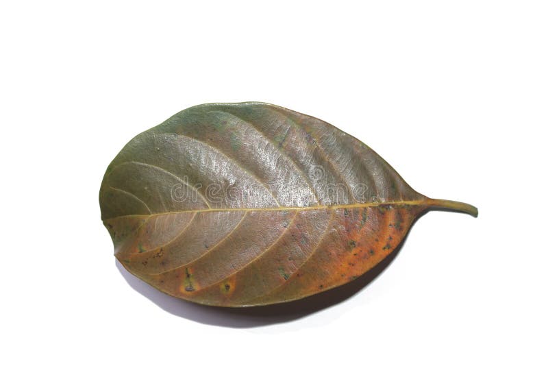 Jack Fruit Leaf on White Background Stock Photo - Image of color, brown ...