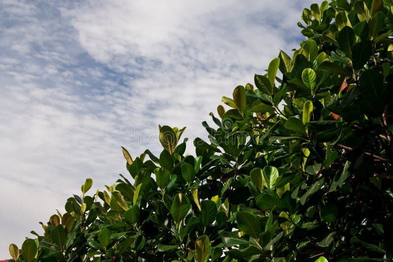 Jack fruit leaves stock image. Image of plant, growth - 15679985