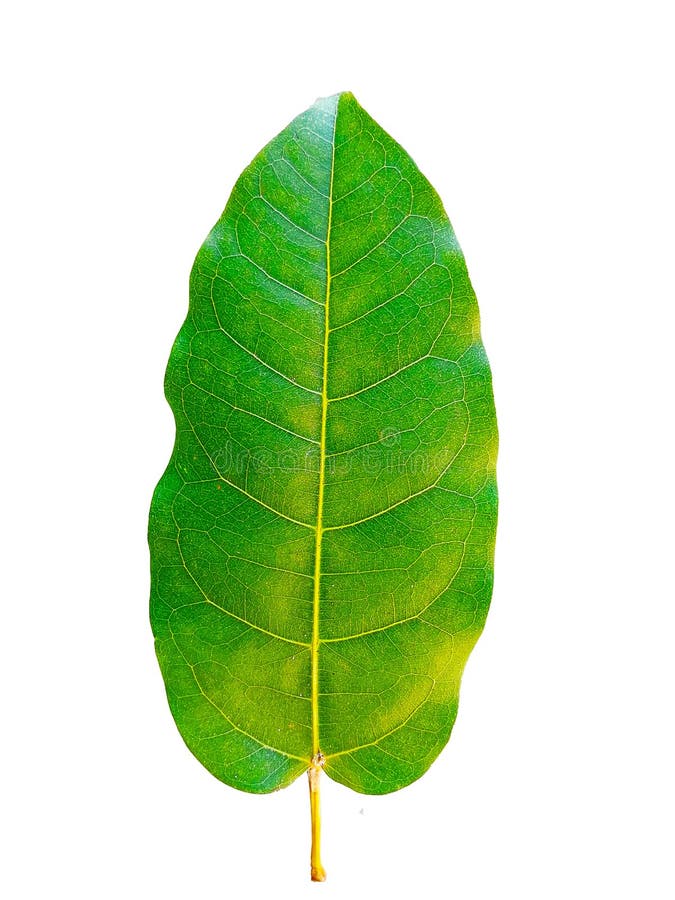 Jack Fruit Leaves Isolated on White Background. Natural Green Leaf ...