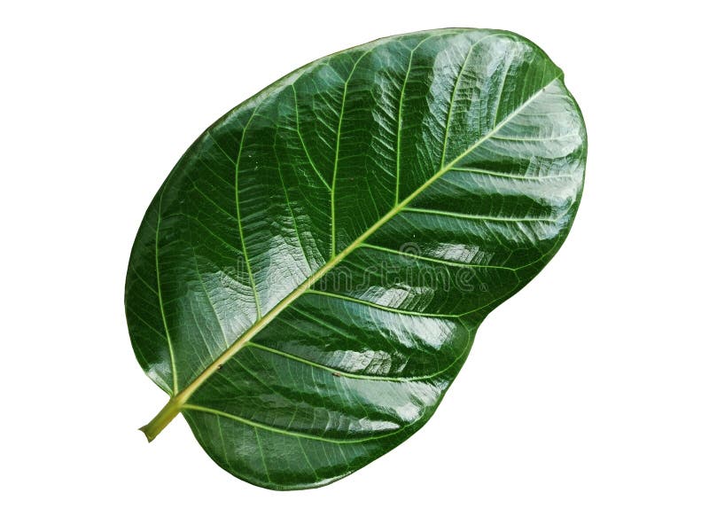 Jack Fruit Leaves Isolated on White Background. Natural Green Leaf ...