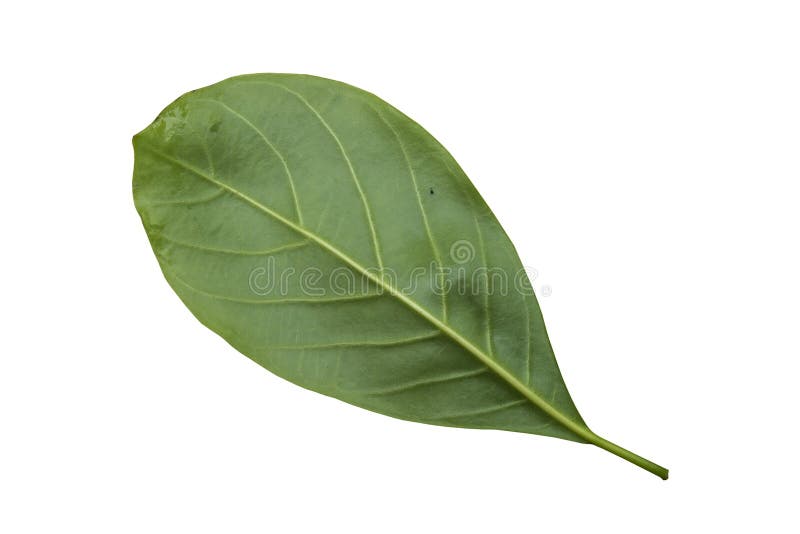 Jack Fruit leaves stock image. Image of garden, green - 47975323