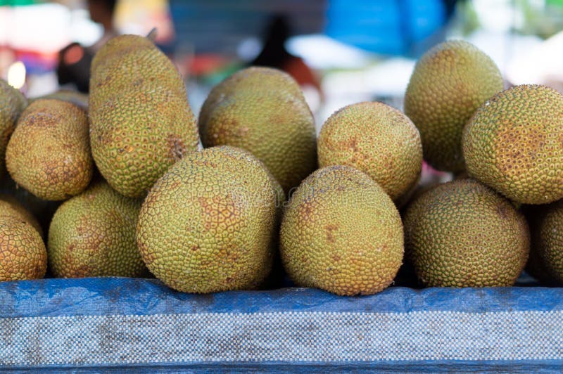 Jack fruit or moraceae stock image. Image of aroma, plant - 100491949
