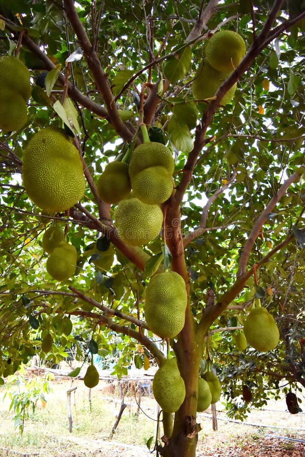 Jack Fruit Native Tropical Fruit. Stock Photo - Image of fresh, ripe ...