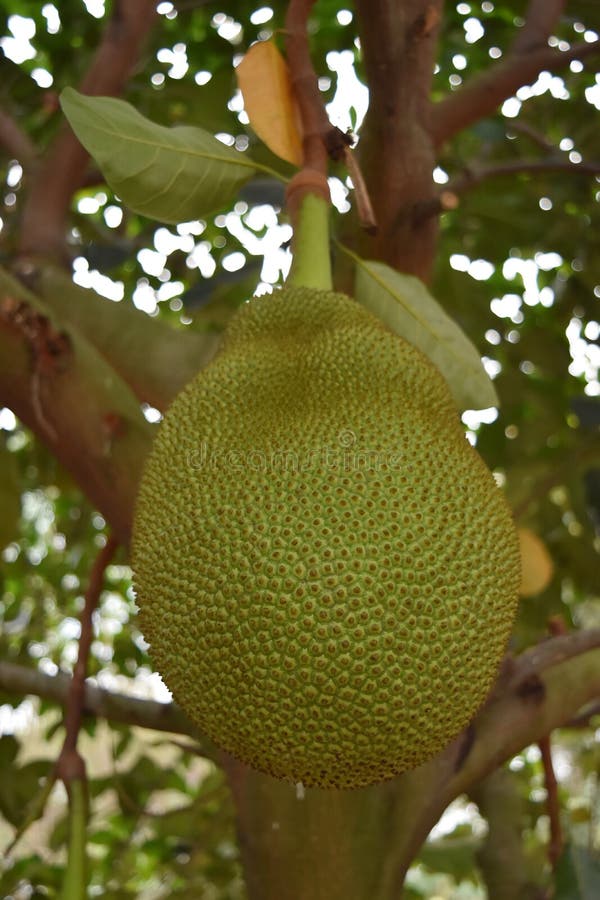 Jack Fruit Native Tropical Fruit Stock Image - Image of closeup ...