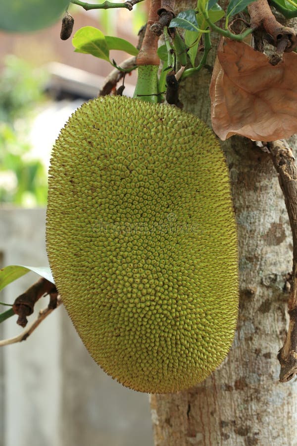 Jack fruit stock photo. Image of organic, vegetation - 42873792