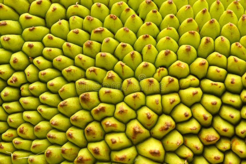 Jack fruit skin texture, stock image. Image of sweet - 84335137