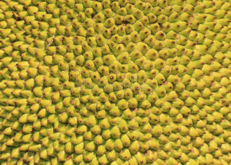 Jack fruit stock photo. Image of agriculture, asia, surface - 42873798
