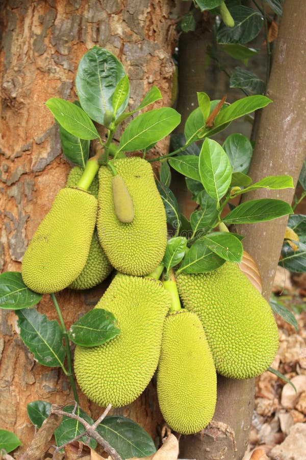 Jack fruit stock photo. Image of abstract, fruits, detail - 35272974