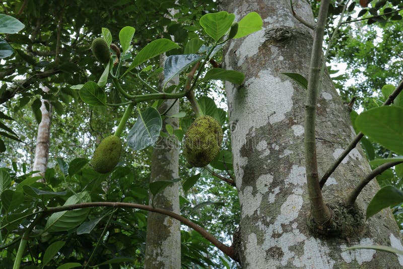 A Jack Fruit Tree Branch with Various Tender Jack Fruit in Different ...