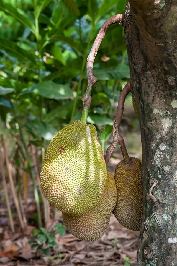 Jack fruit on tree stock image. Image of food, tree, healthy - 44093937