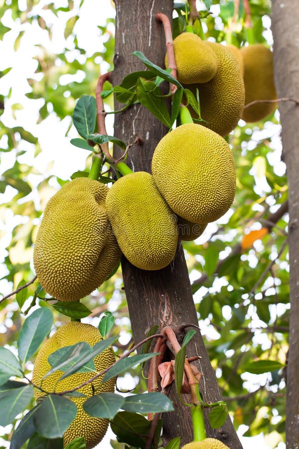 Jack Fruit on the Tree in Garden Stock Photo - Image of crop, smelly ...