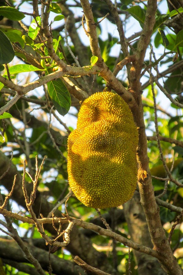 Wild Jackfruit Stock Photos - Download 127 Royalty Free Photos