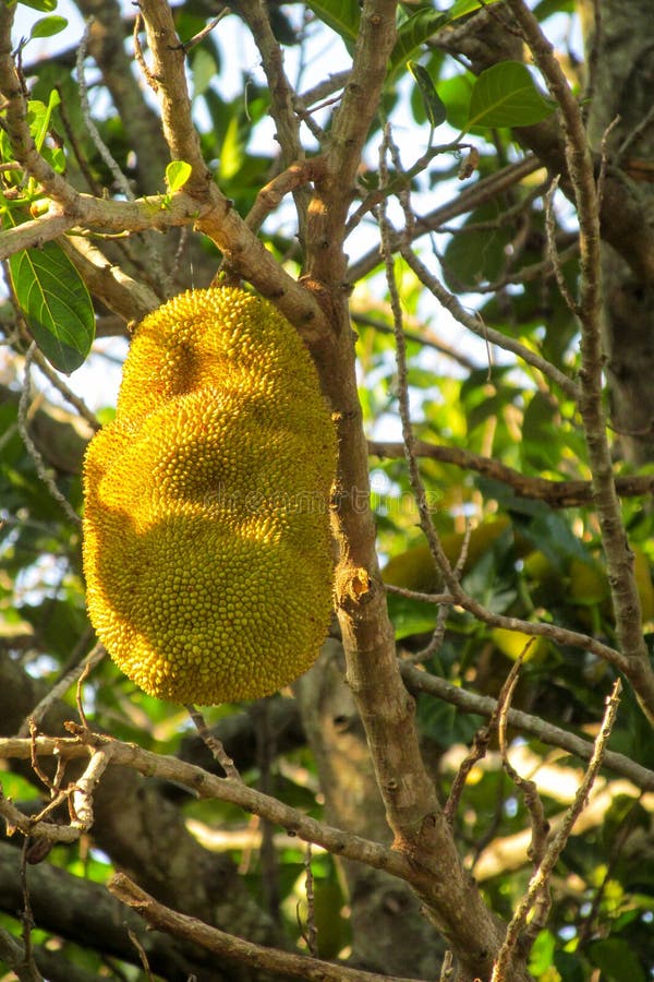 319 Wild Jackfruit Stock Photos - Free & Royalty-Free Stock Photos from ...