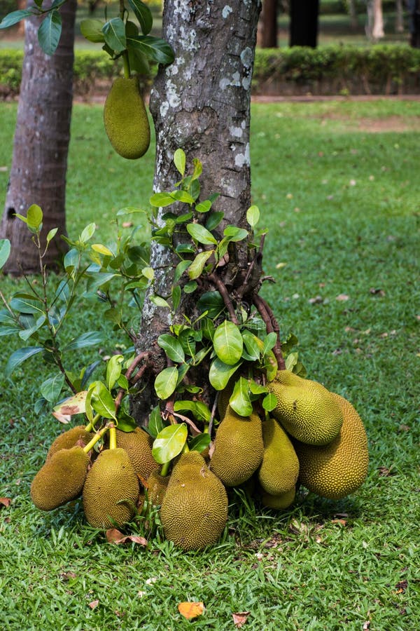 Jack fruit on tree stock photo. Image of organic, jack - 40129044