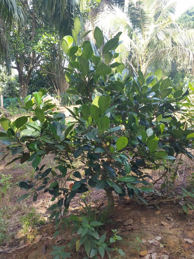 Jack Fruit Tree Plant at the Farm Garden Backyard Stock Image - Image ...
