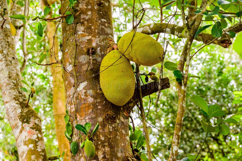Jack Fruit Tree with Ripe Fruits at the Farm at Zanzibar Stock Photo ...