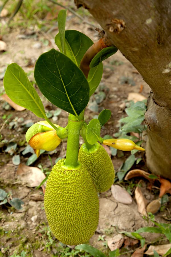 Jack Fruits Artocarpus Heterophyllus on a Tree Trunk Stock Image ...