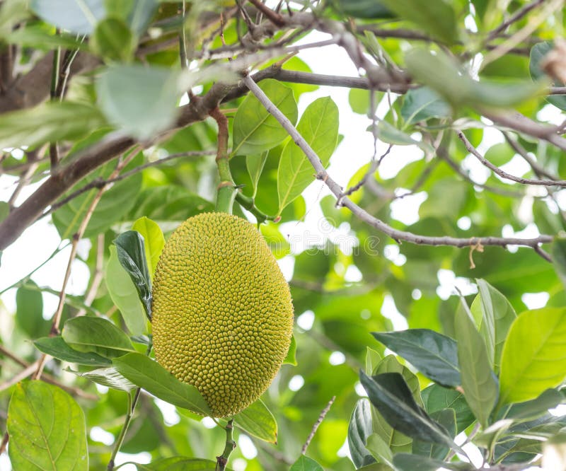 Jack-fruit on tree. stock photo. Image of jackfruit, asian - 89197360