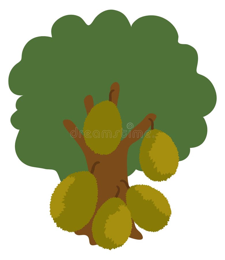 Jackfruit Tree Fruit Stock Illustrations – 239 Jackfruit Tree Fruit ...