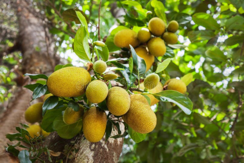 Jack fruitboom stock afbeelding. Image of gezond, groei - 34787611