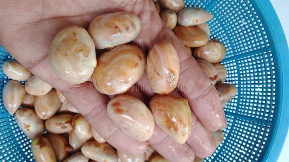 Jack Fruits Seed Fresh Seeds Jack Fruits Stock Image - Image of fruits ...