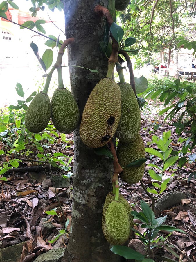 Jack Fruits on the Tree stock image. Image of jackfruit - 277234123