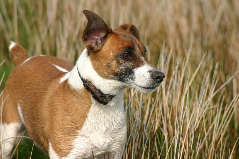 Jack na grama foto de stock. Imagem de arremetidas, jaque - 2312488