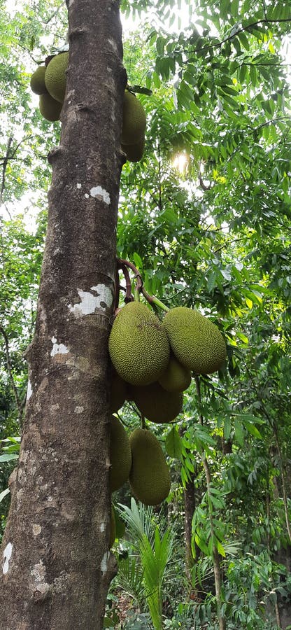 Jack plant. stock photo. Image of tree, nature, produce - 179795674