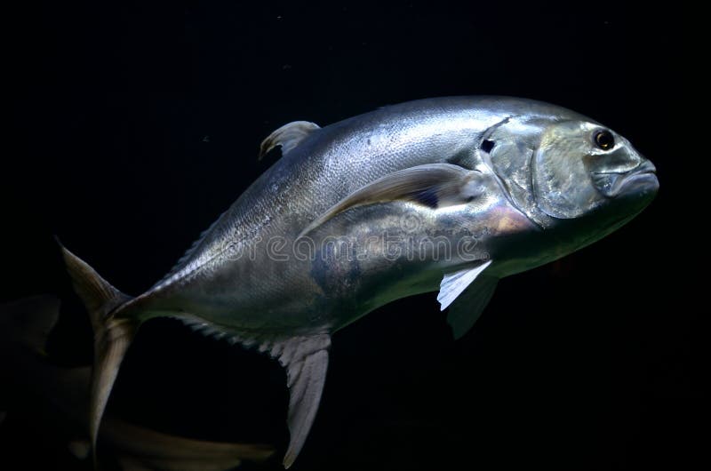 Black Jack - Xareu foto de stock. Imagem de marinho, tropical - 19588814