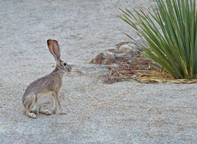 Jackrabbit photo stock. Image du brun, herbe, wyoming - 39993454