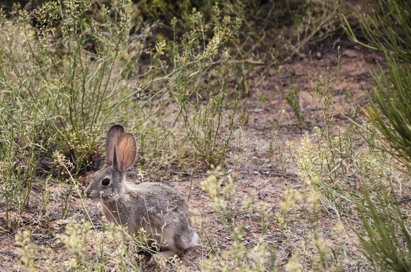 Jack Rabbit stock image. Image of desert, brush, rabbit - 59503629