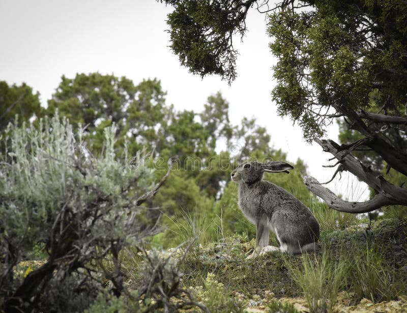 Desert Jack Rabbit Stock Photos - Free & Royalty-Free Stock Photos from ...