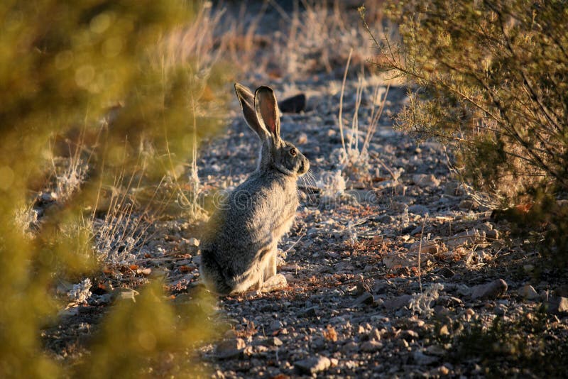 Jack Rabbit with Ears Back imagen de archivo. Imagen de desierto - 94489321